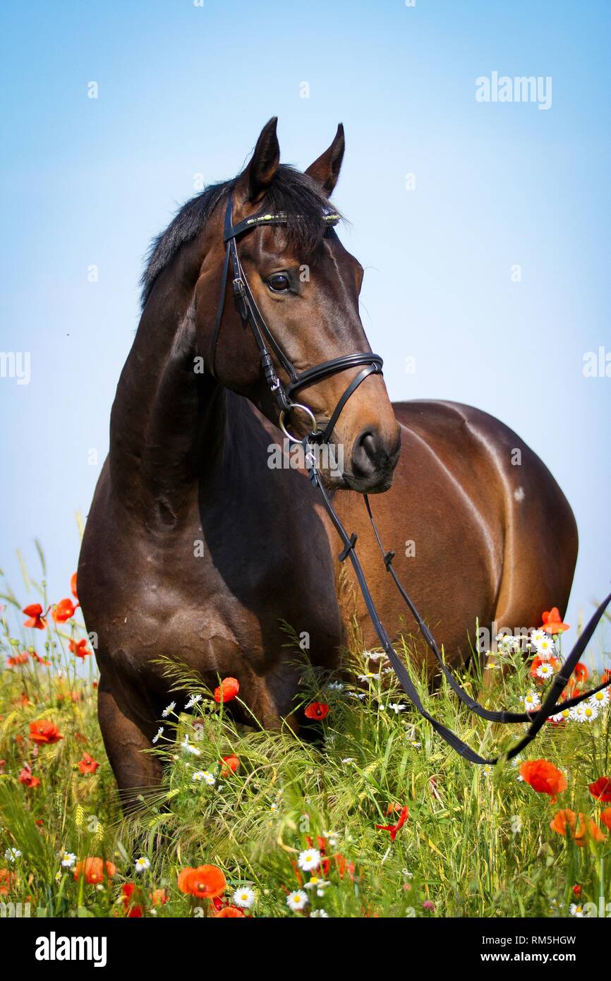 German Sport Horse Stock Photo - Alamy