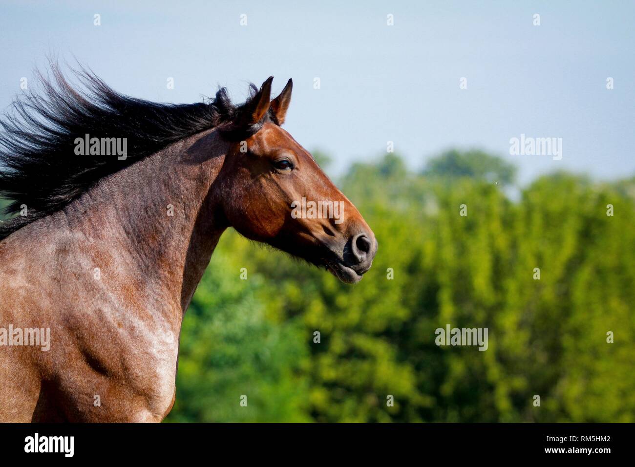 Ardennes horses hi-res stock photography and images - Alamy