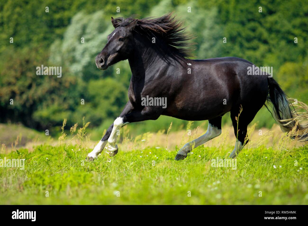 Lewitzer pony hi-res stock photography and images - Alamy
