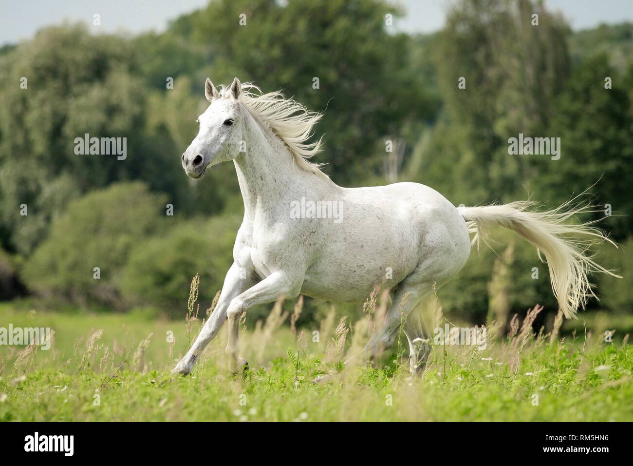 galloping arabian horse Stock Photo - Alamy
