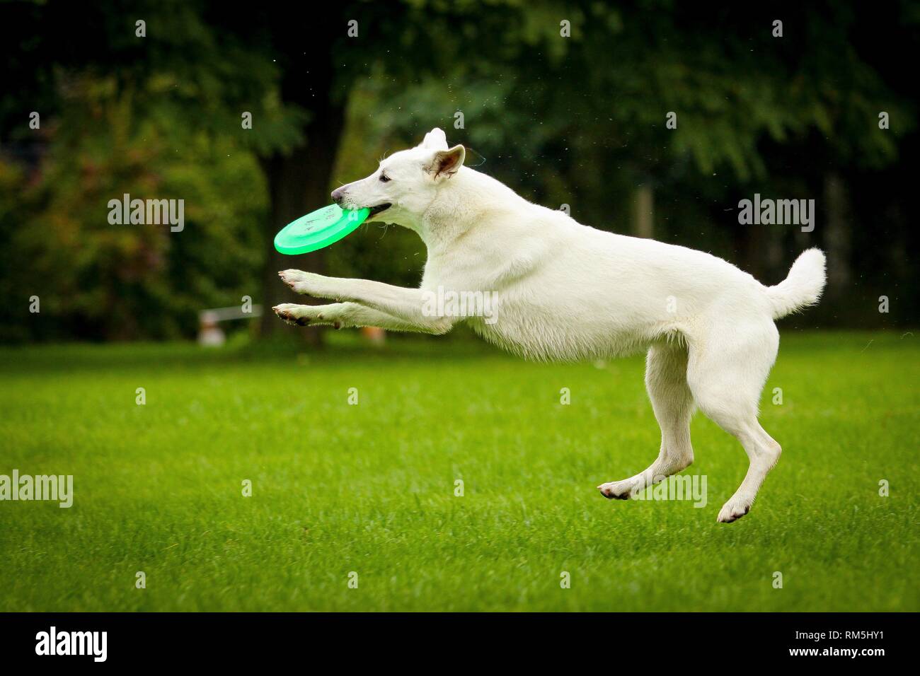 jumping White Swiss Shepherd Dog Stock Photo - Alamy