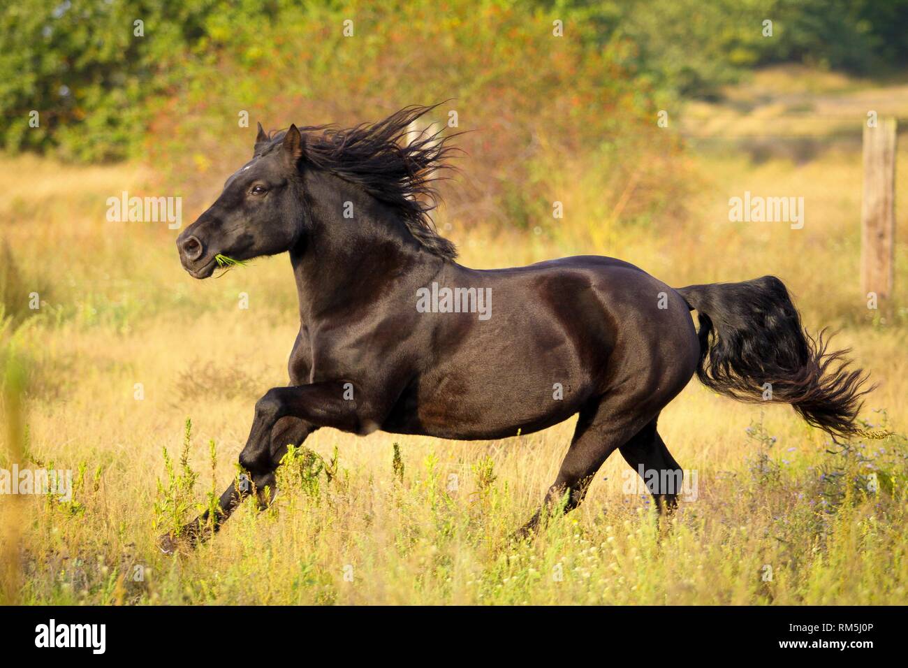 galloping Welsh Cob Stock Photo - Alamy