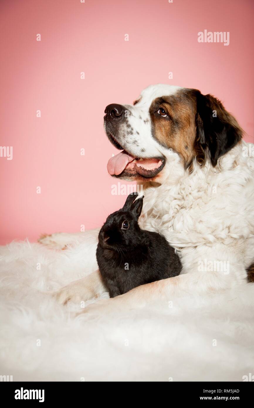 Saint Bernard with rabbit Stock Photo - Alamy