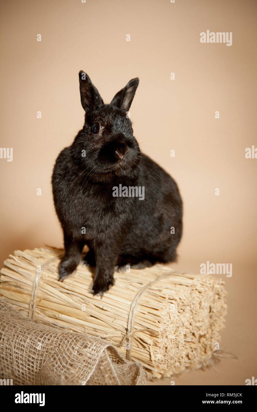 Bunny Rabbit Rabbits Bunnies High Resolution Stock Photography and ...