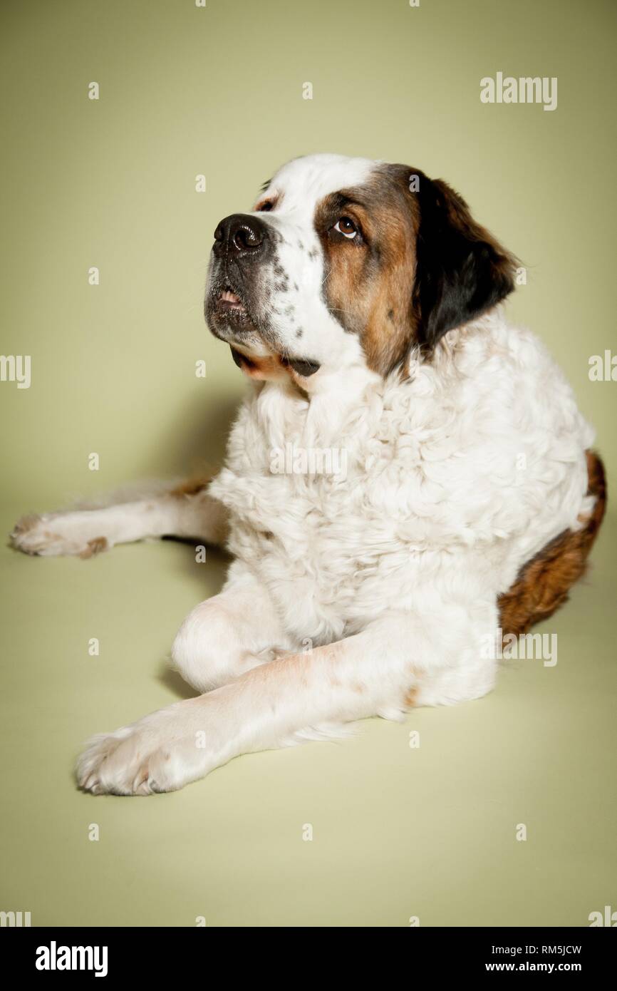 Two saint bernards hi-res stock photography and images - Alamy