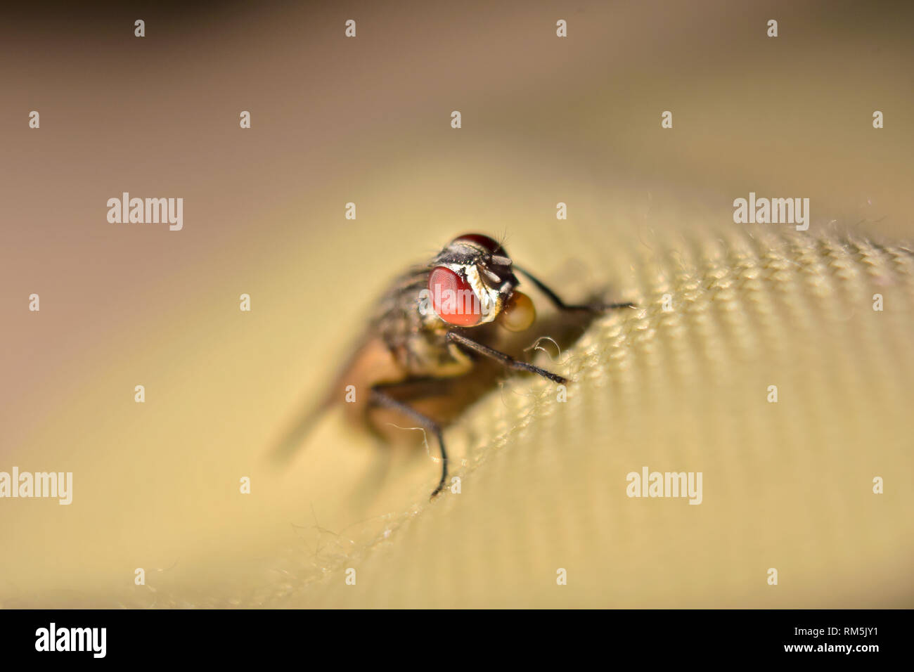 Leg of a house fly hi-res stock photography and images - Alamy