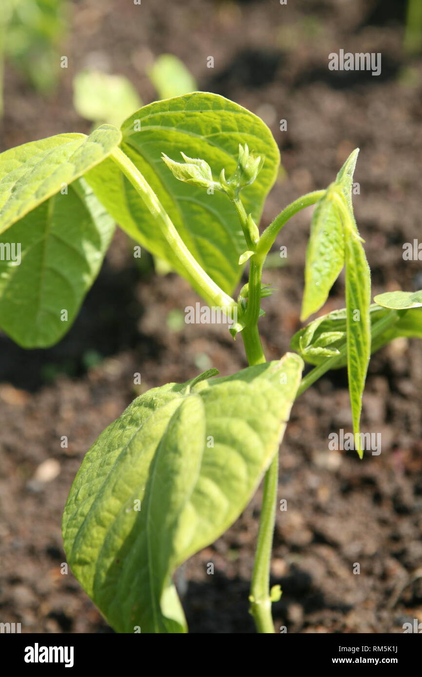 Dwarf Beans Growing in soil 1 Stock Photo - Alamy