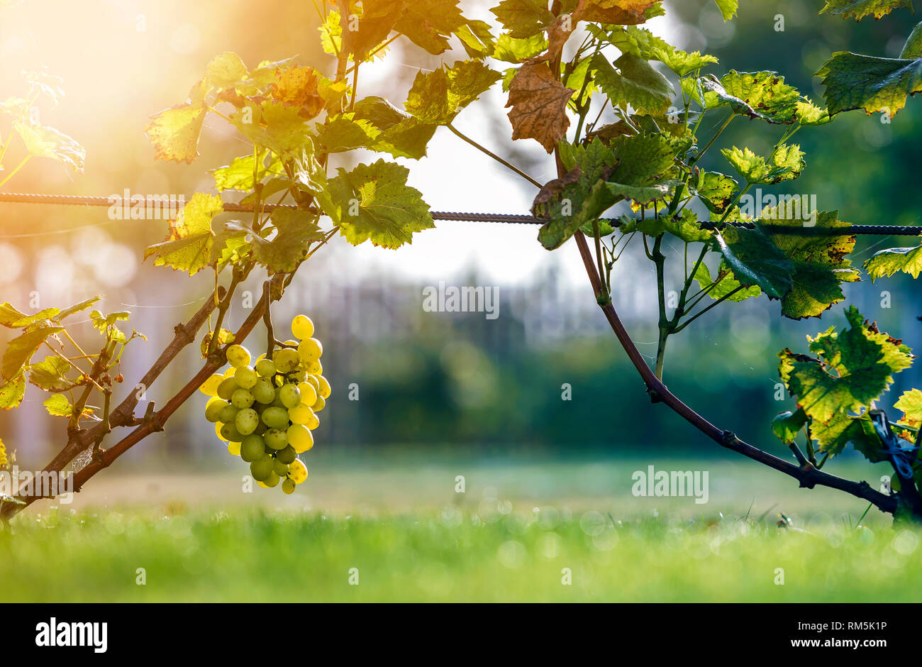 Isolated grape clusters hi-res stock photography and images - Alamy