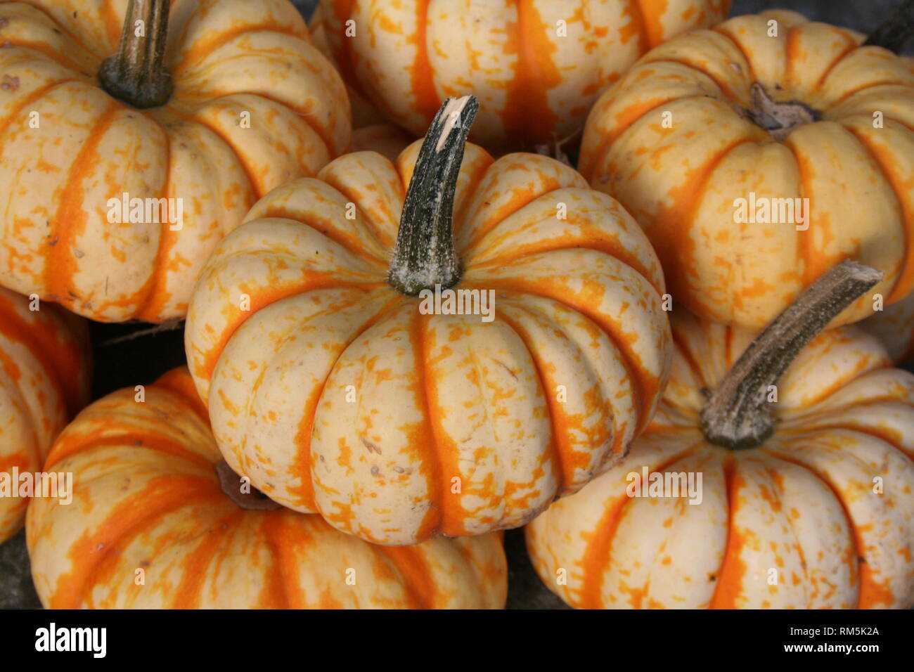 Chinese miniature gourds hi-res stock photography and images - Alamy