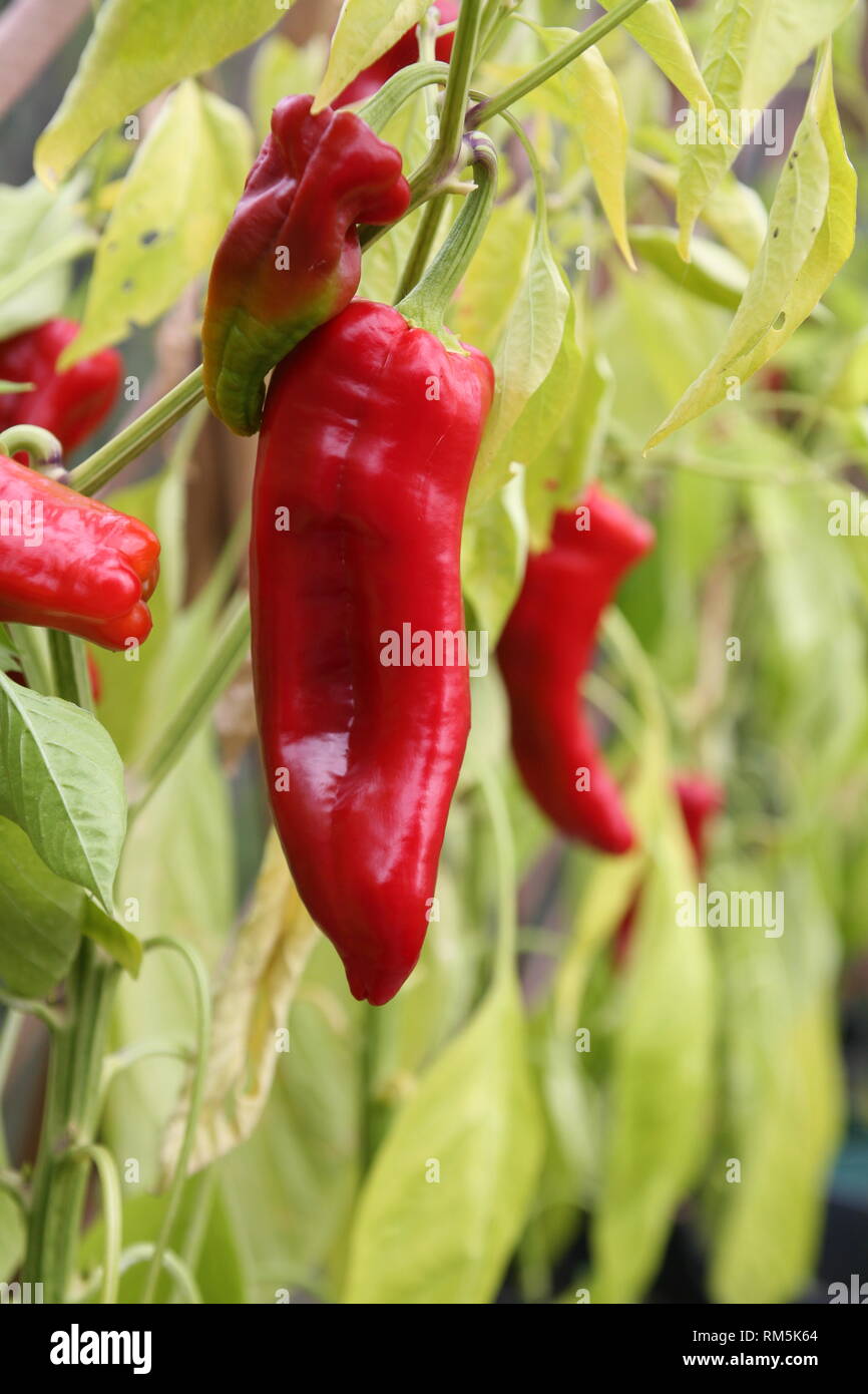 English peppers hi-res stock photography and images - Alamy