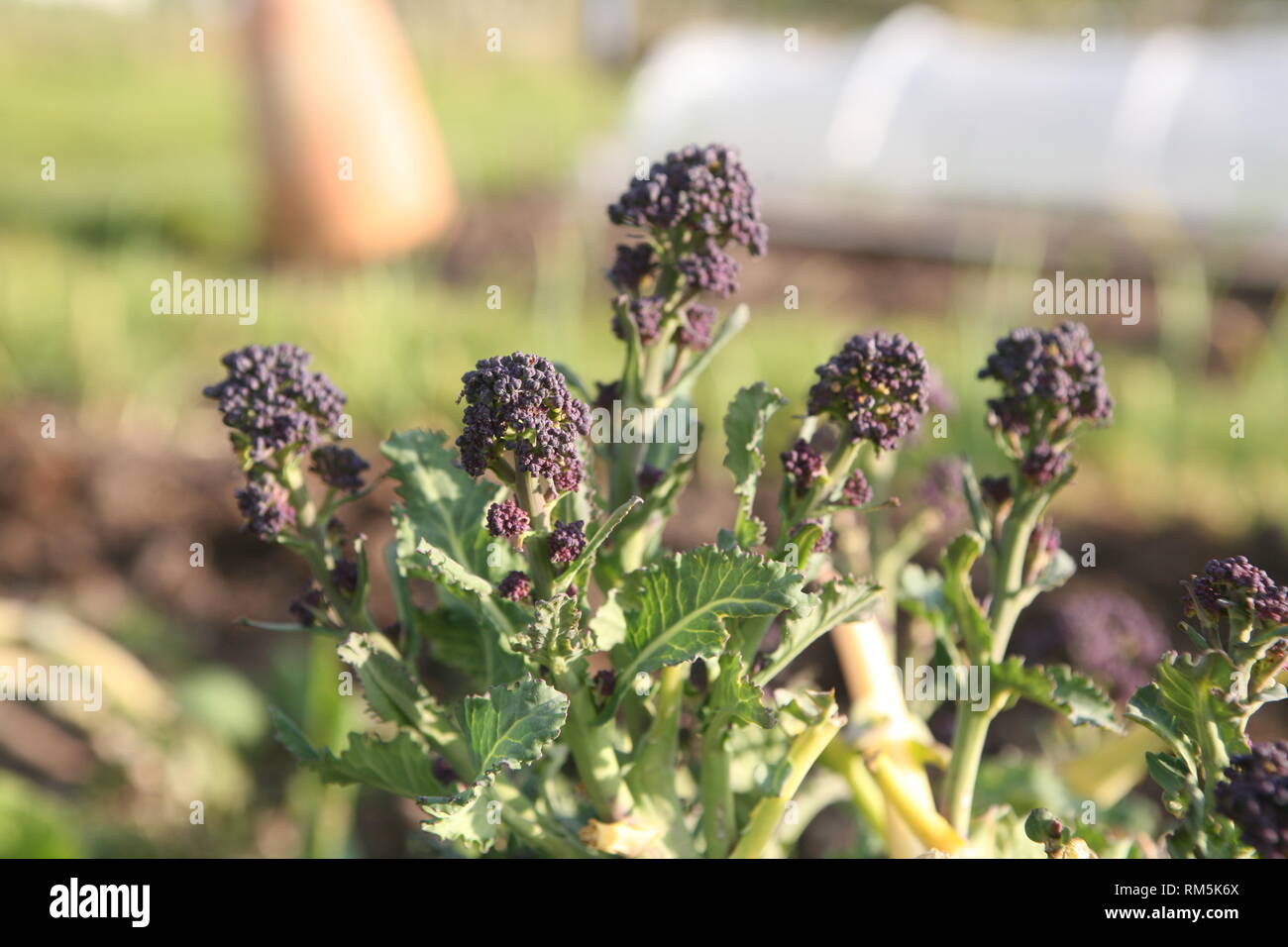Growing Purple Sprouting Broccoli High Resolution Stock Photography and ...