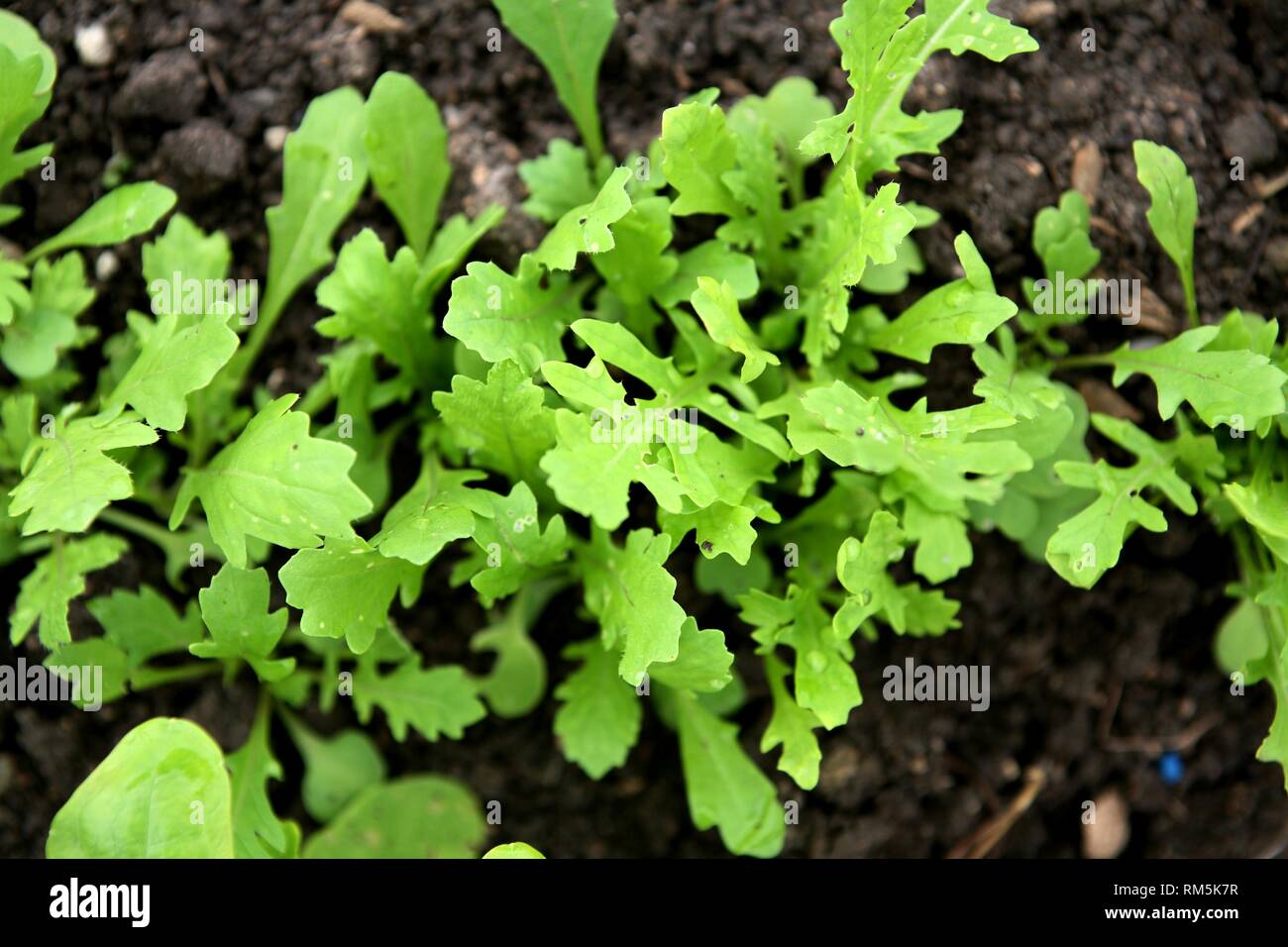 Rocket growing hi-res stock photography and images - Alamy