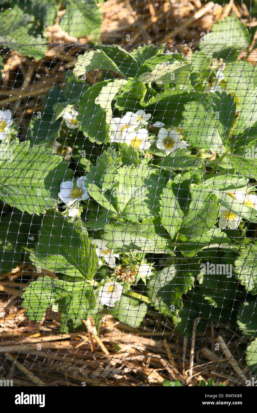 Netting and strawberry hi-res stock photography and images - Alamy
