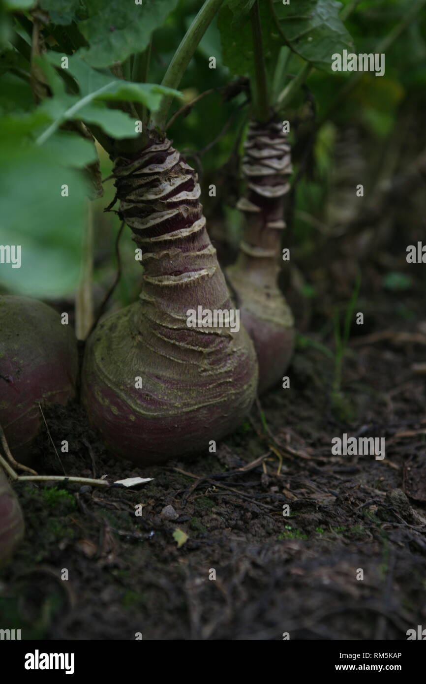 Turnips soil hi-res stock photography and images - Alamy