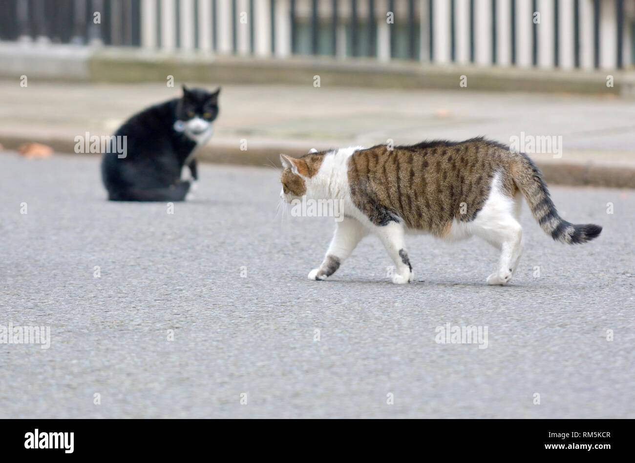 Larry (official Chief Mouser to the Cabinet Office) meets Palmerston ...
