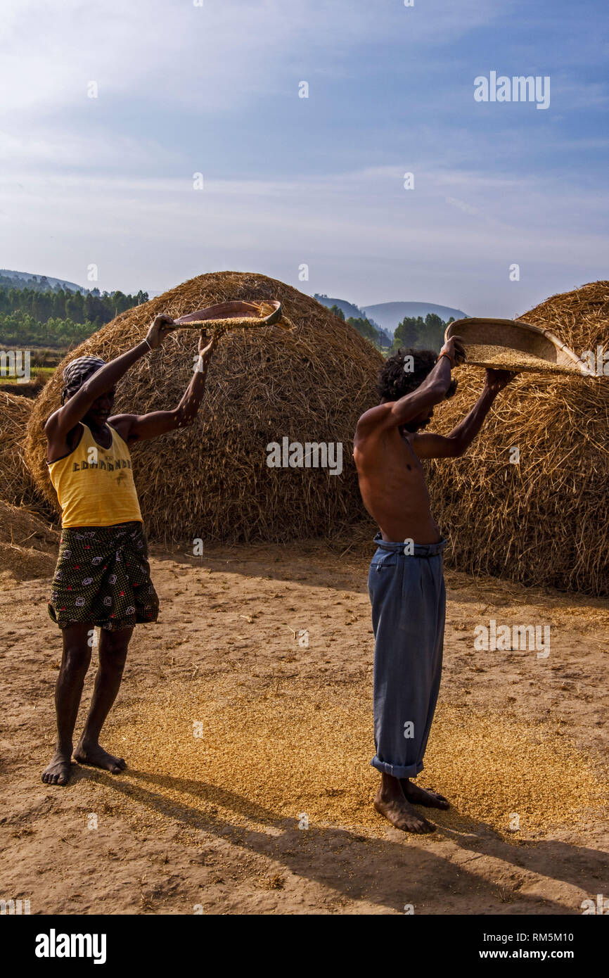 man winnowing wheat grain, Andhra Pradesh, India, Asia Stock Photo - Alamy