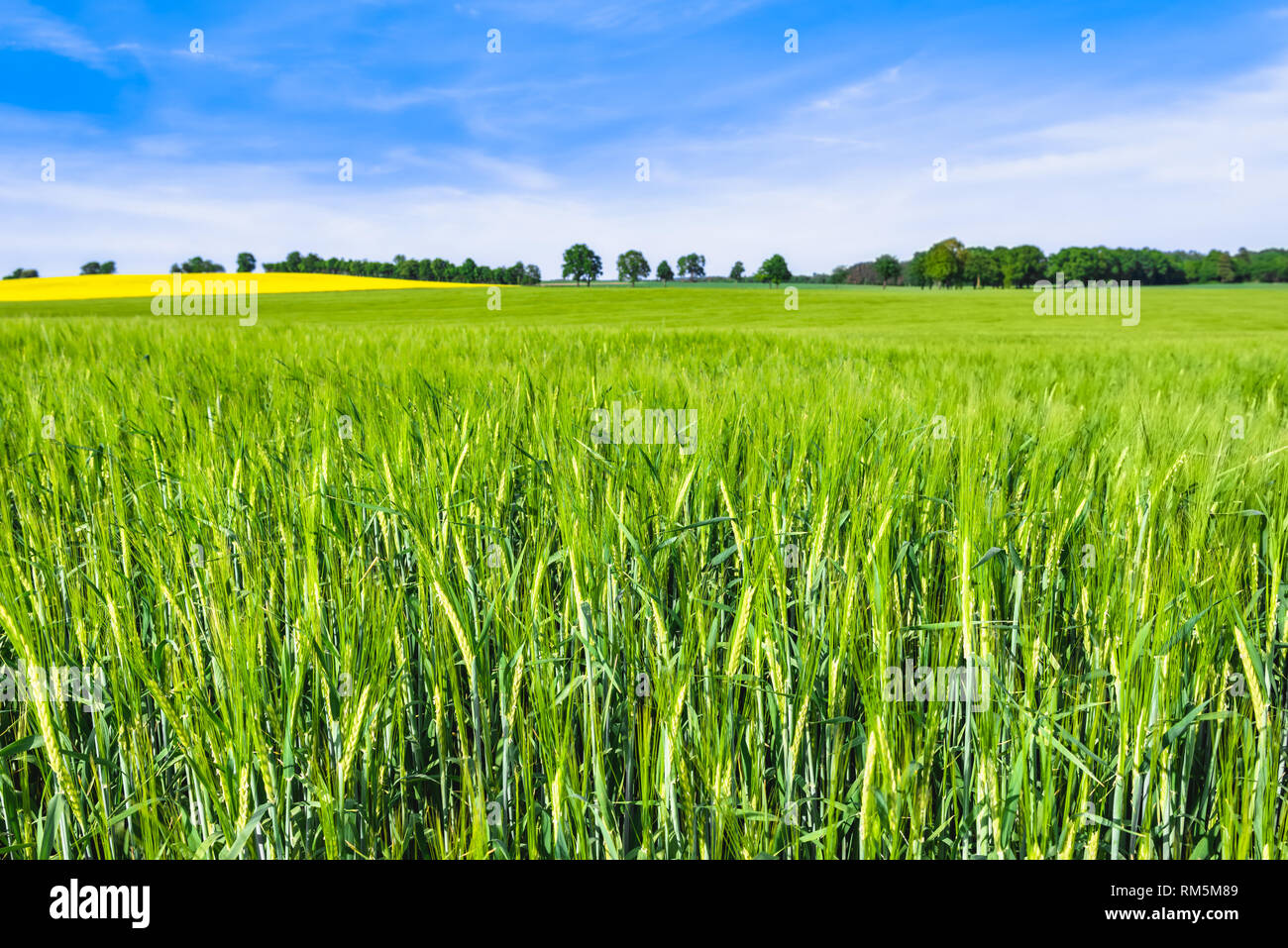 Green farm, landscape with crop of wheat on field in spring sunny ...