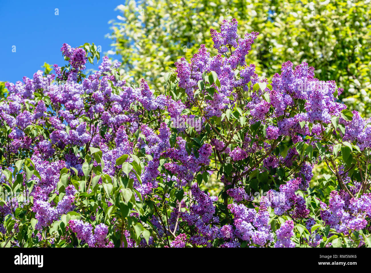Spring flowers of lilac, branches with blossoms Stock Photo - Alamy