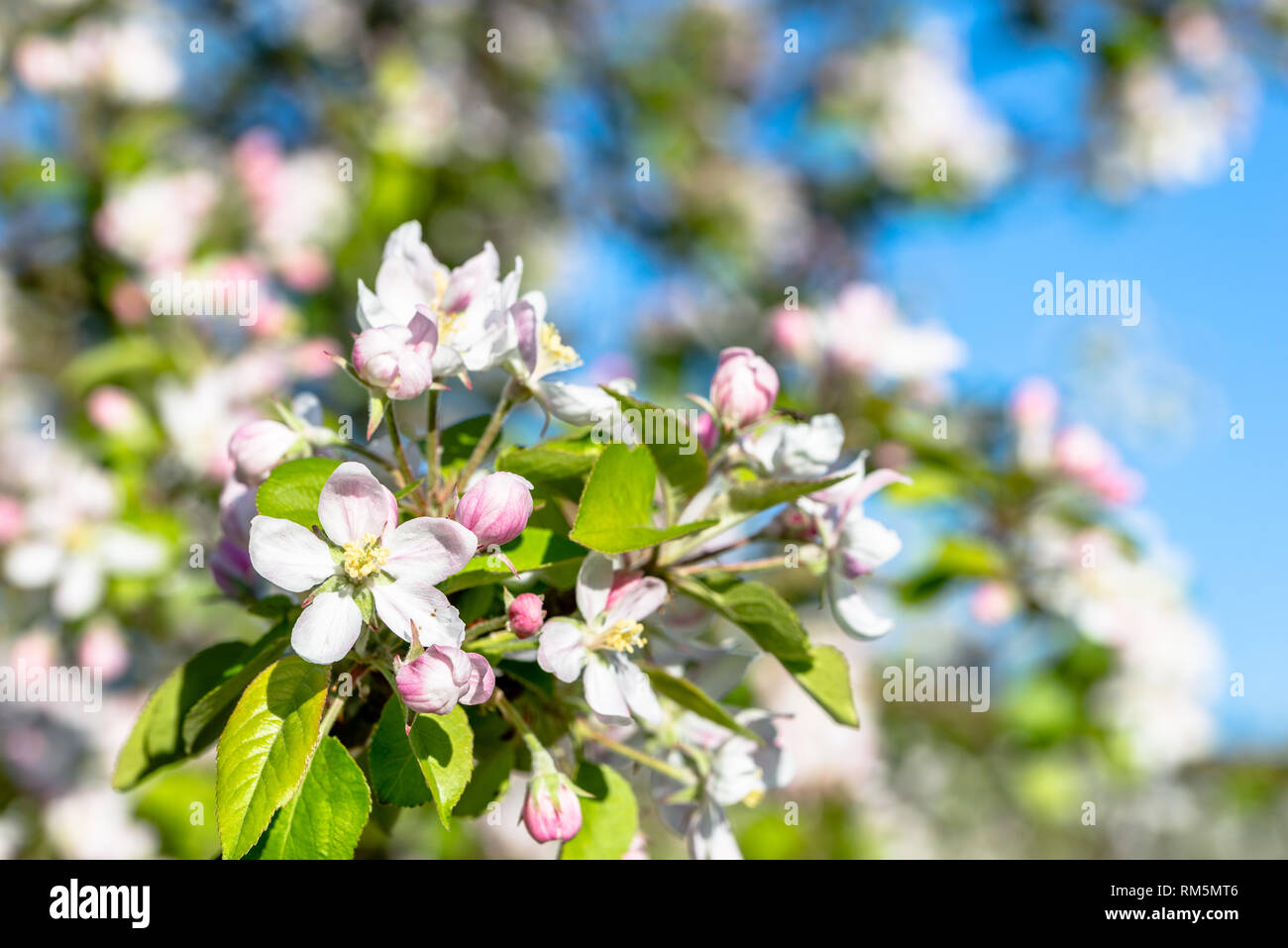 Blossom on fruit tree hi-res stock photography and images - Alamy