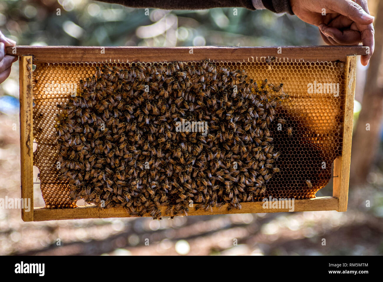 Asian honey bee hi-res stock photography and images - Alamy
