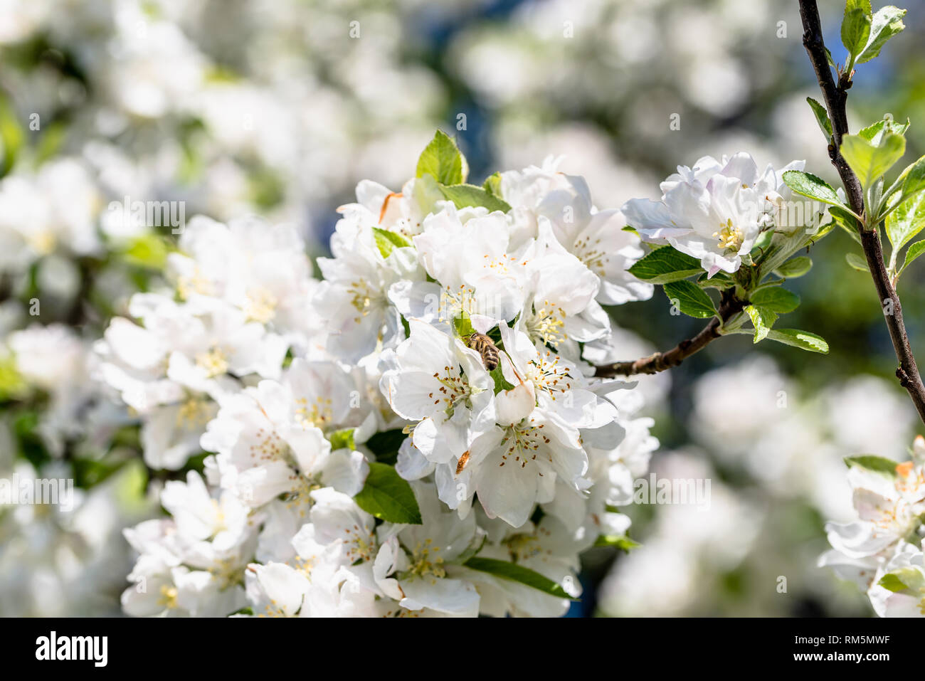 Branch blossoming garden apple tree hi-res stock photography and images ...