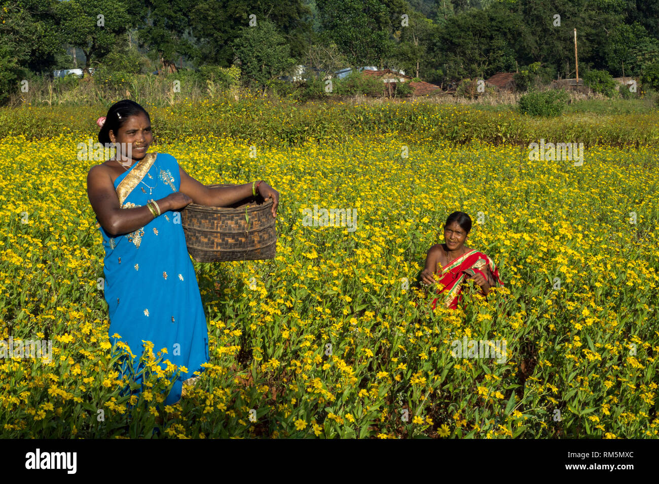 woman collecting flower, Andhra Pradesh, India, Asia Stock Photo - Alamy