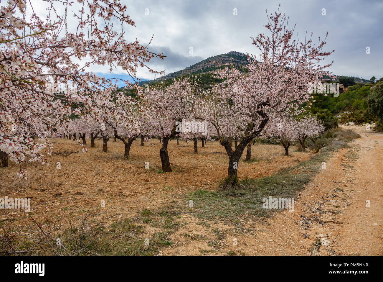 Profile view of almond tree field in bloom Stock Photo - Alamy