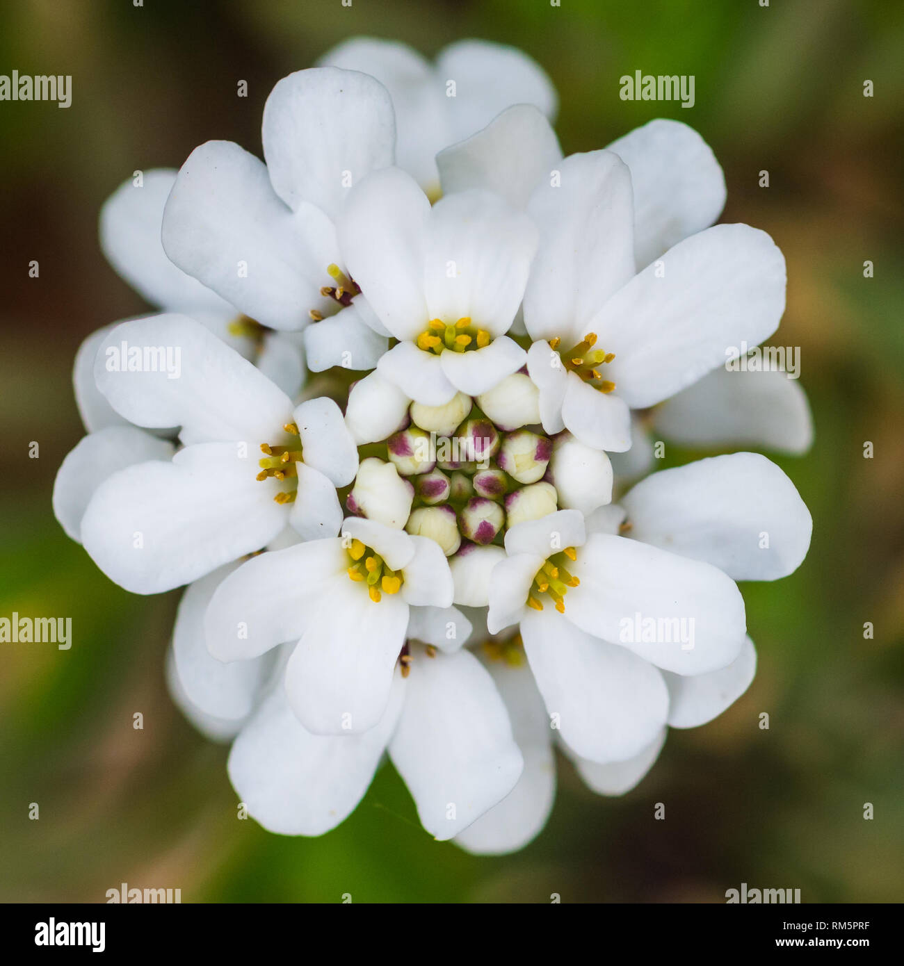 White candytuft hi-res stock photography and images - Alamy