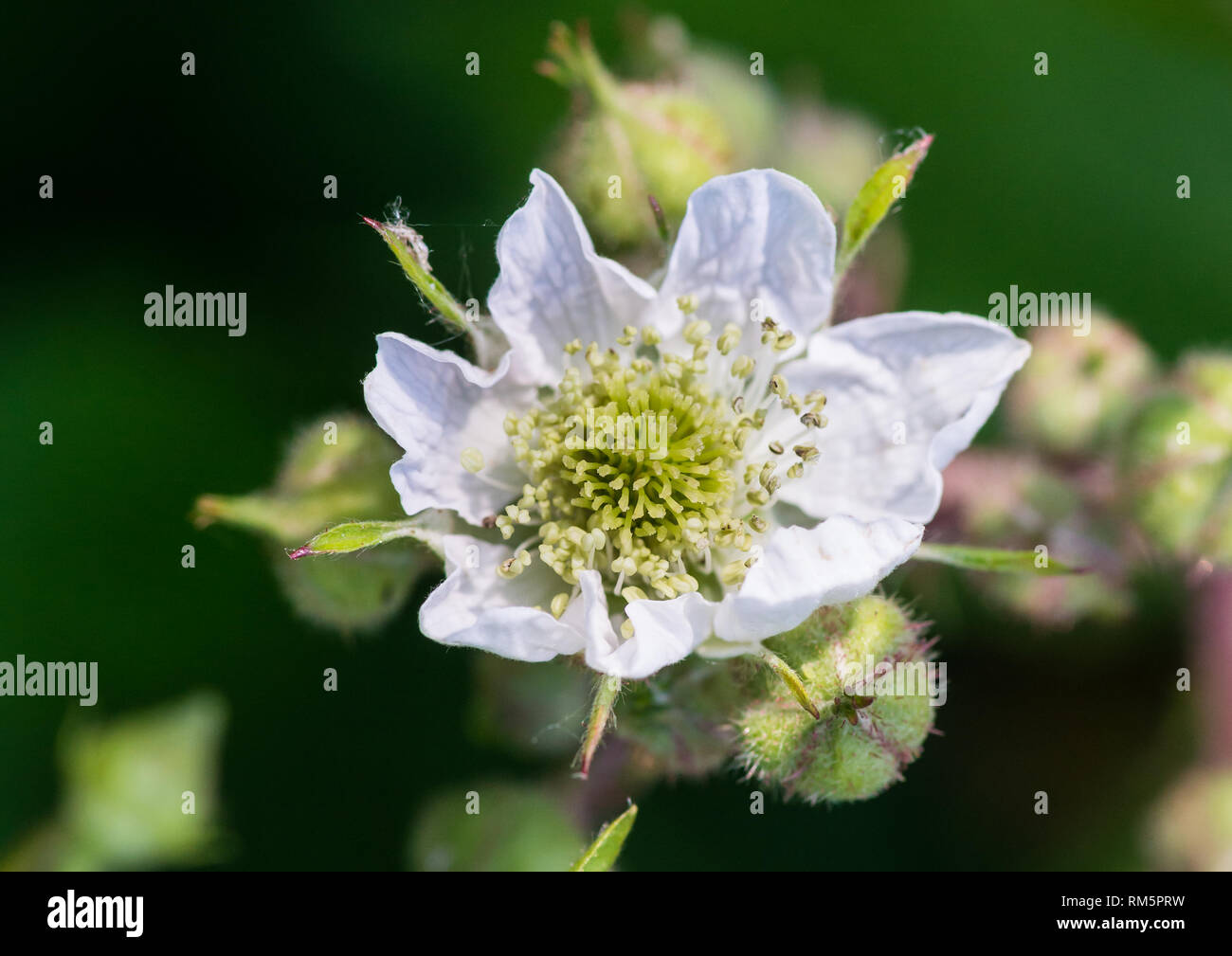 Bramble blossom bush hi-res stock photography and images - Alamy
