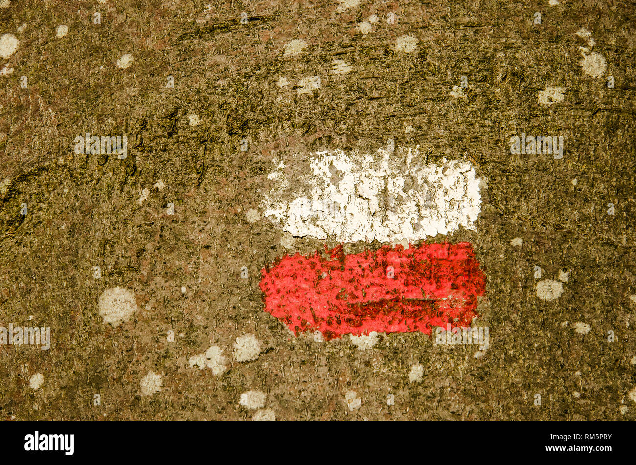 Red and white mark indicating a long distance trail on the bark of a ...