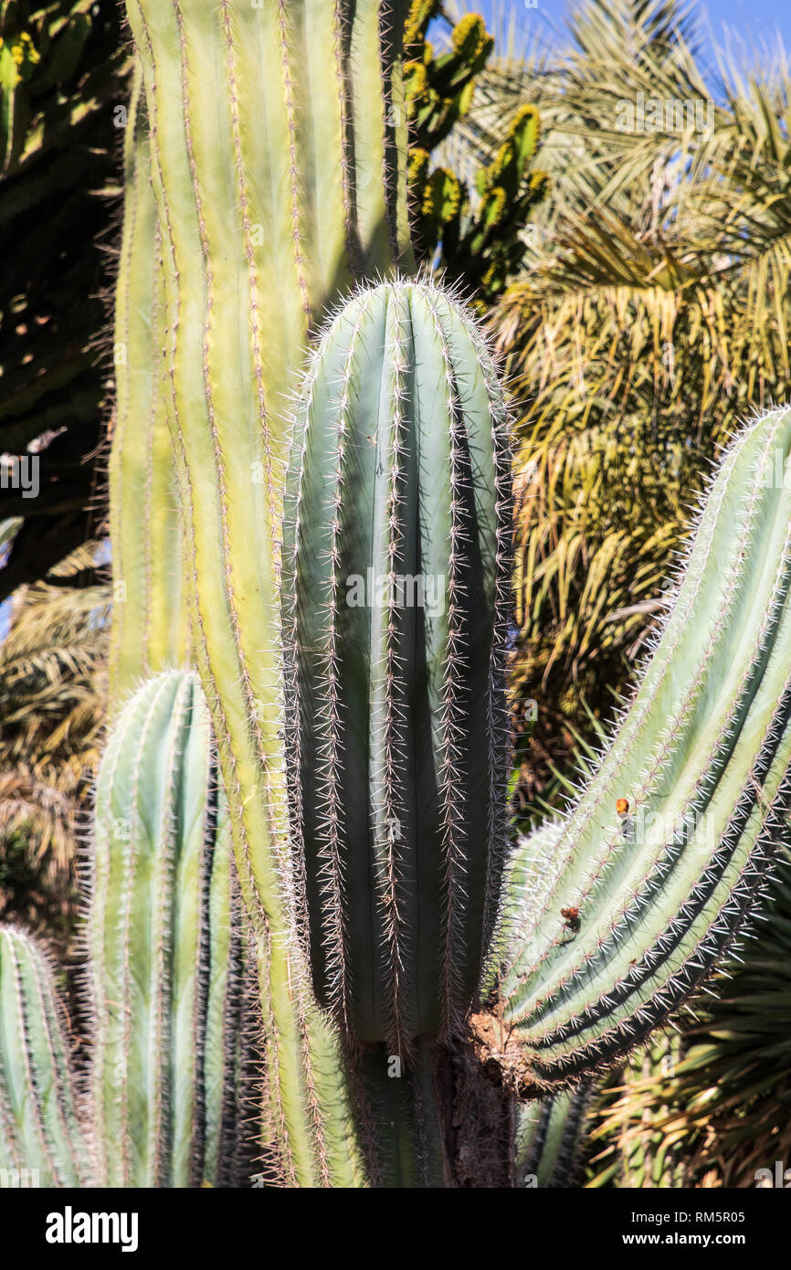 Cactus collection growing in a botanical garden Stock Photo - Alamy