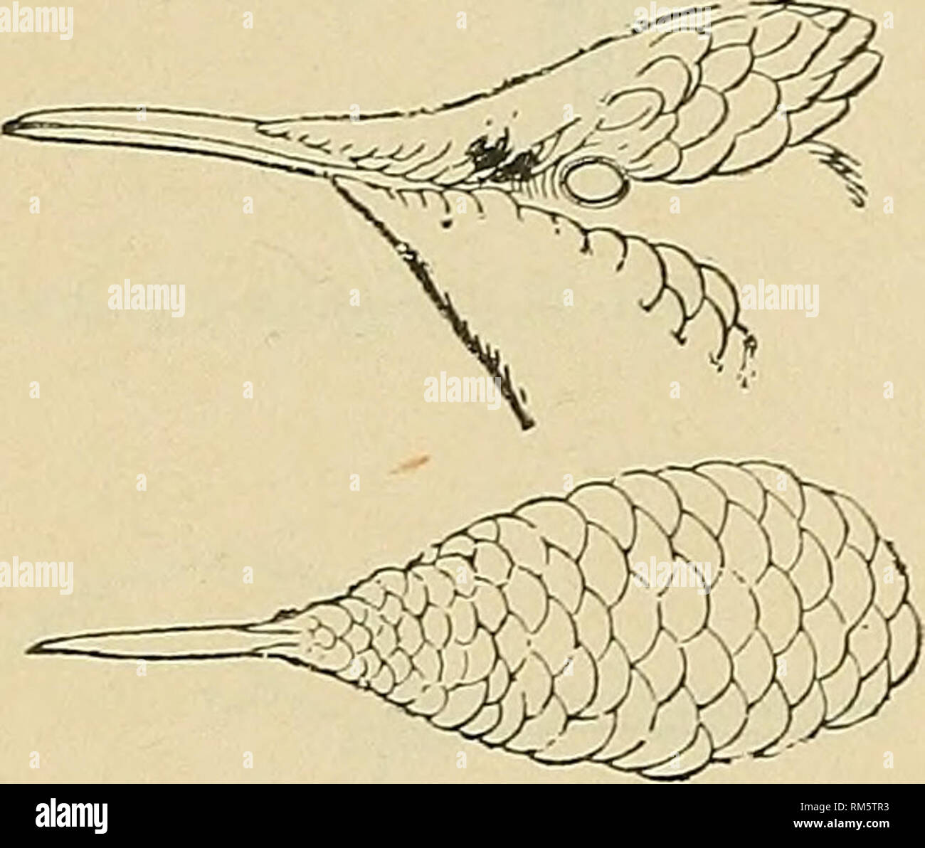 Red topaz smithsonian hi-res stock photography and images - Alamy