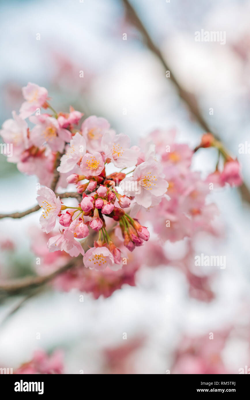 Sakura blossoming in spring time hi-res stock photography and images ...