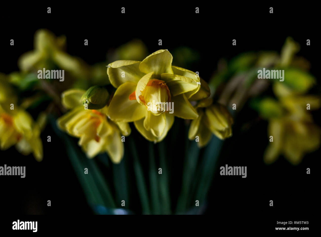 Vibrant daffodils hi-res stock photography and images - Alamy