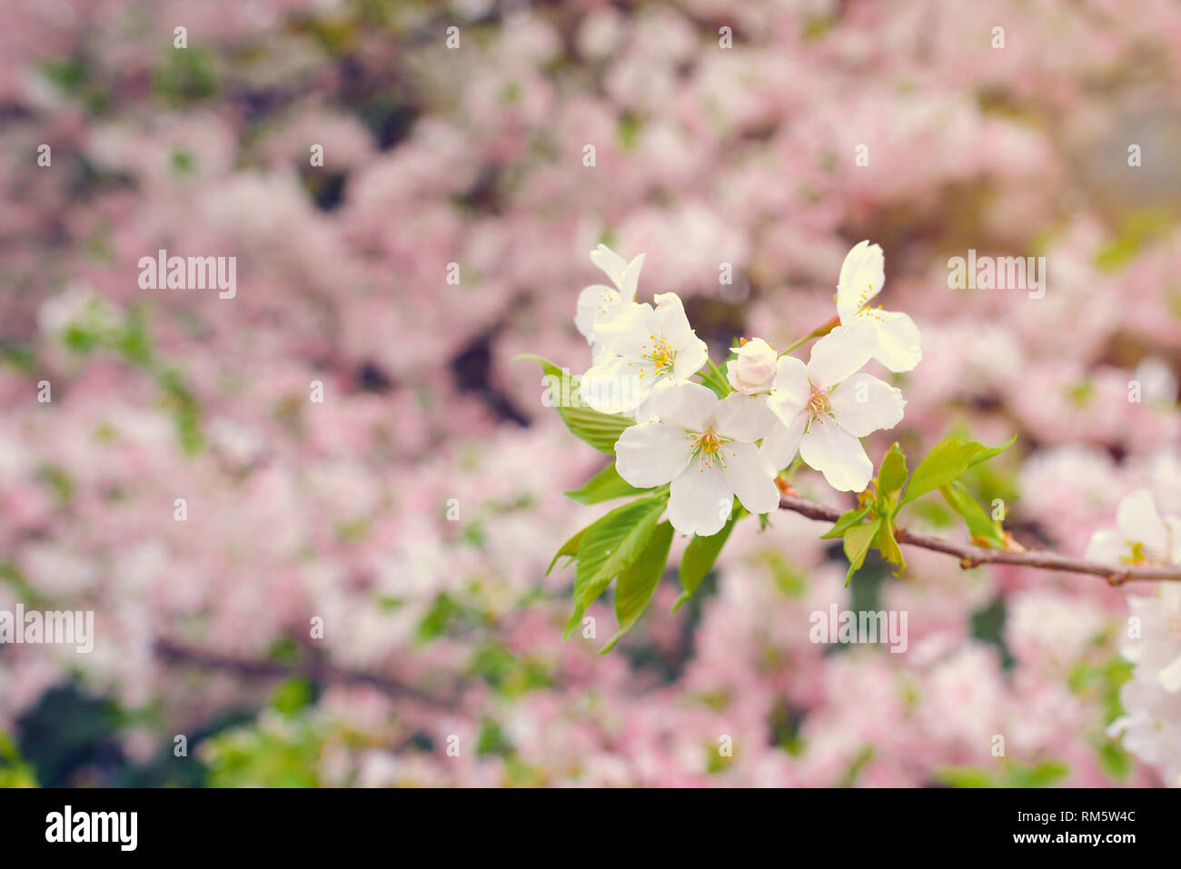 Beautiful cherry blossom sakura in spring time Stock Photo - Alamy