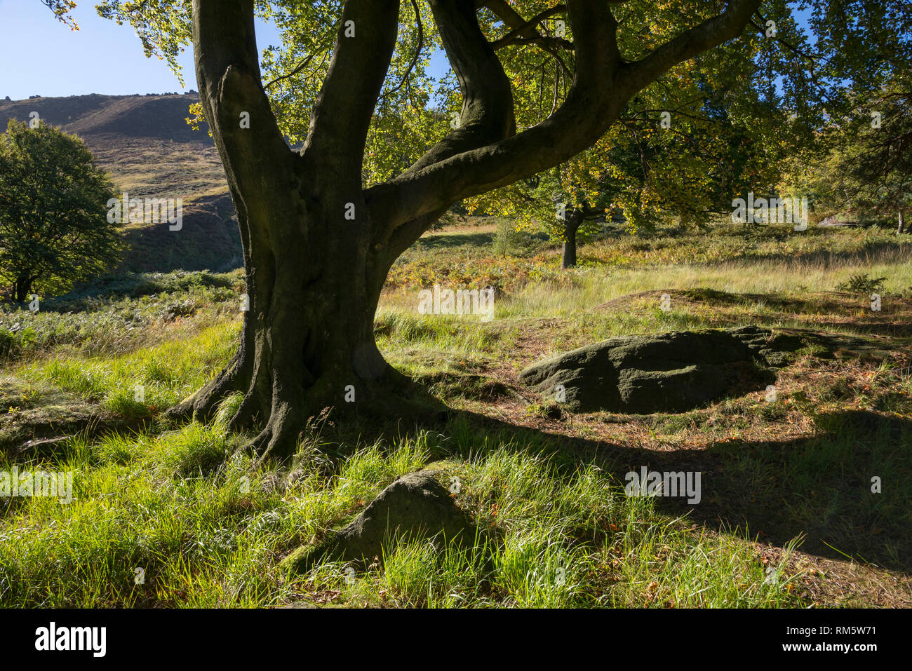Mature Beech tree in the hills near Dove Stone reservoir, Greenfield ...
