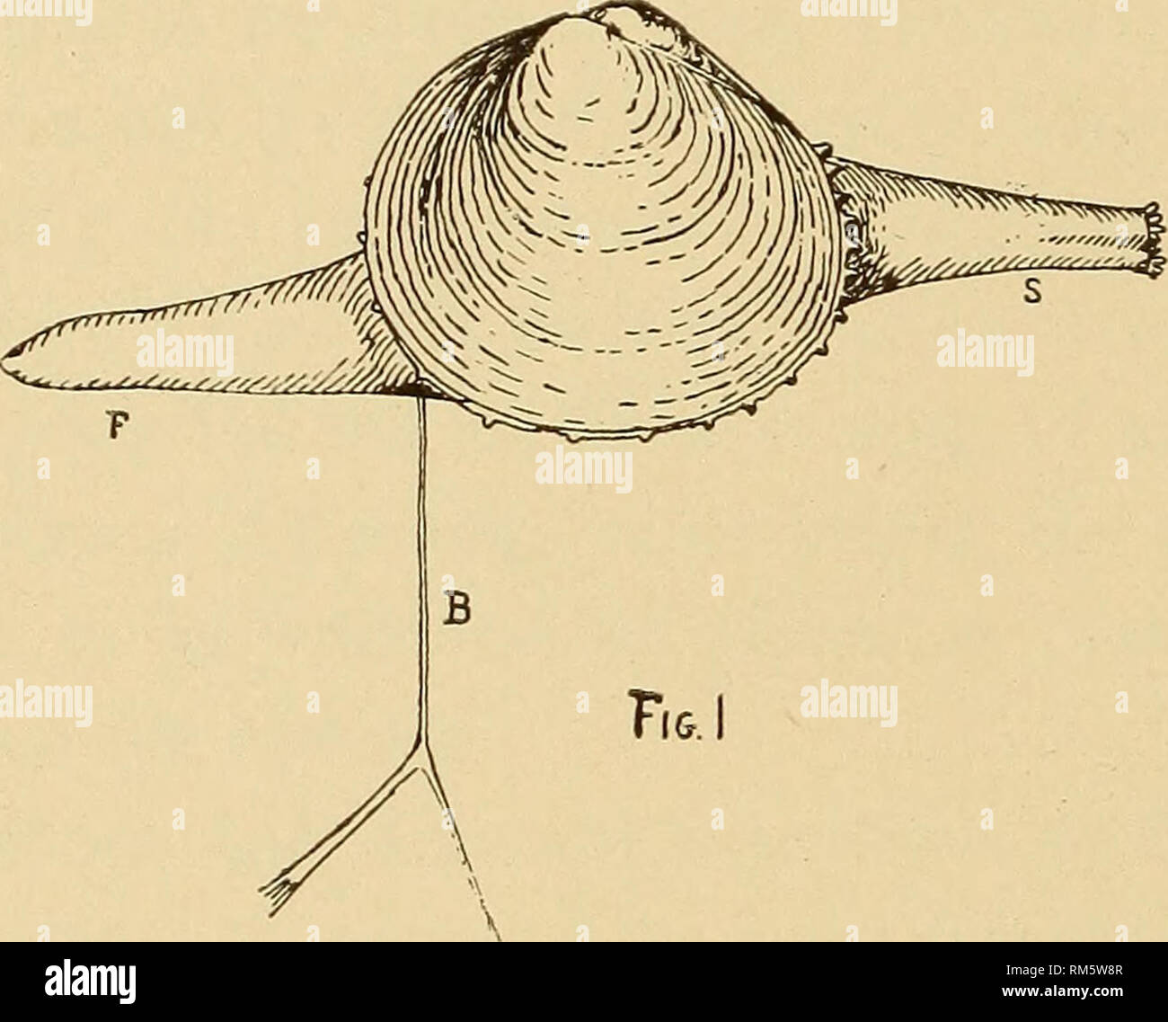 Clam siphons hi-res stock photography and images - Alamy