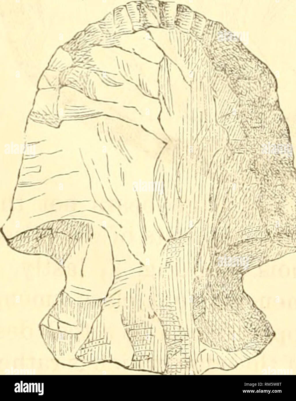 Tbe hon hi-res stock photography and images - Alamy