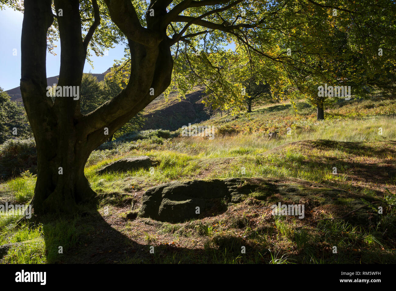 Mature Beech tree in the hills near Dove Stone reservoir, Greenfield ...