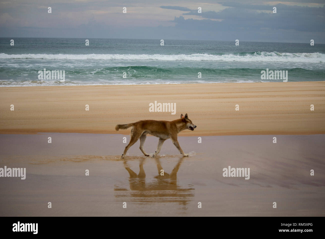 Male Dingo on the beach, Fraser Island Australia Stock Photo - Alamy