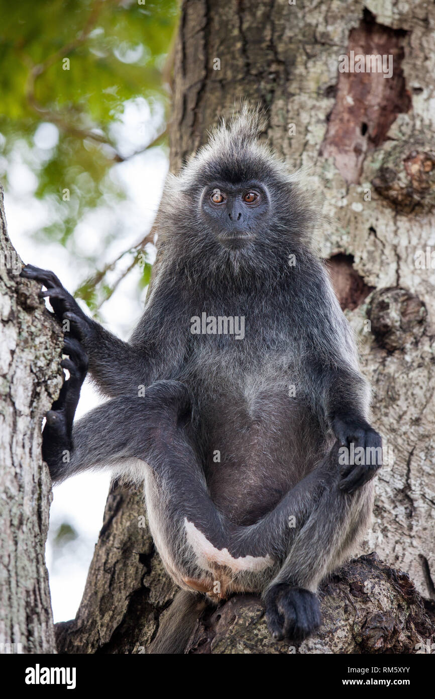 Silver Langur High Resolution Stock Photography and Images - Alamy