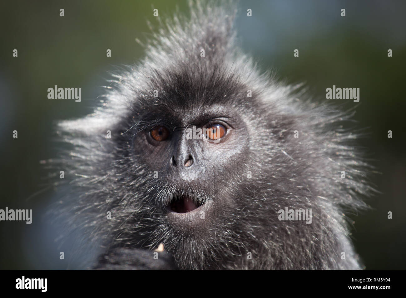Silver langur hi-res stock photography and images - Alamy