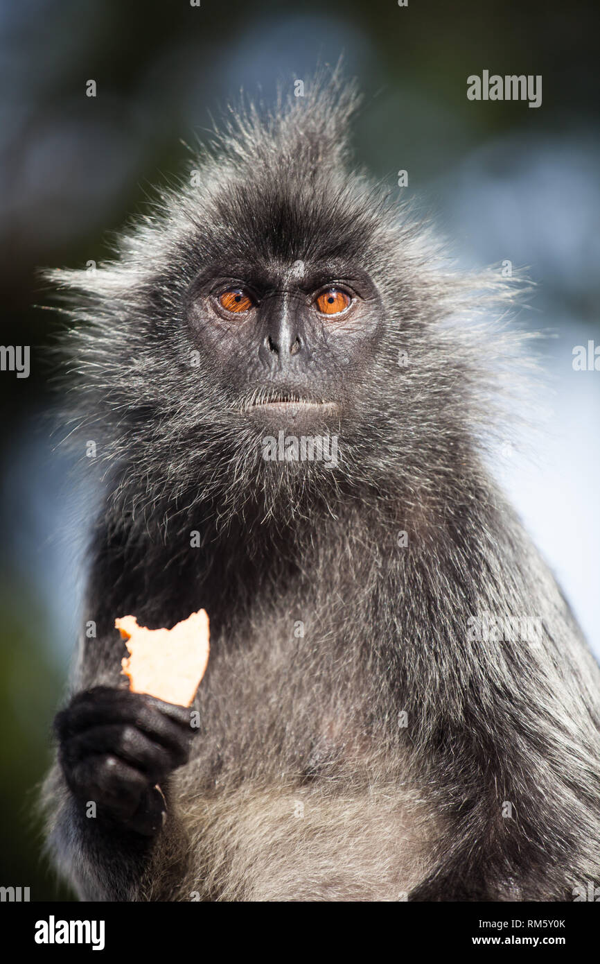 Portrait Silvered leaf monkey Trachypithecus cristatus or Silvery ...