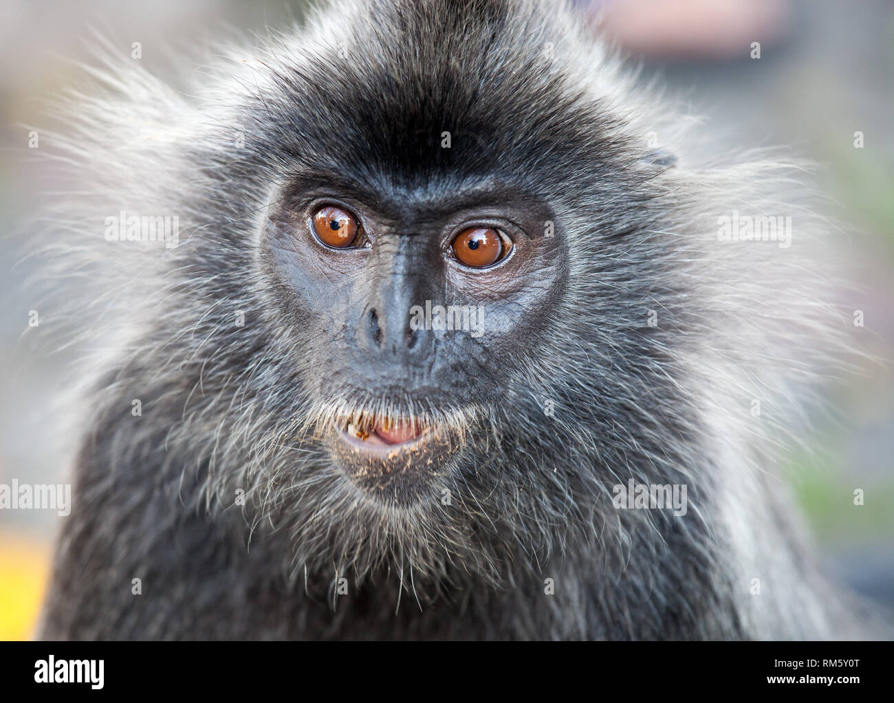 Portrait Silvered leaf monkey (Trachypithecus cristatus) or Silvery ...