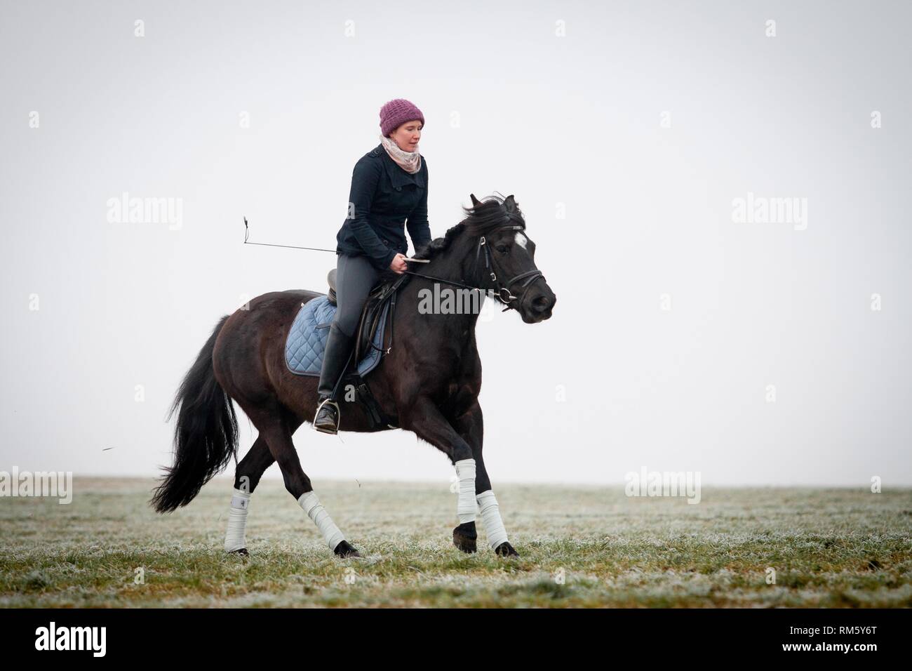German classic pony hi-res stock photography and images - Alamy