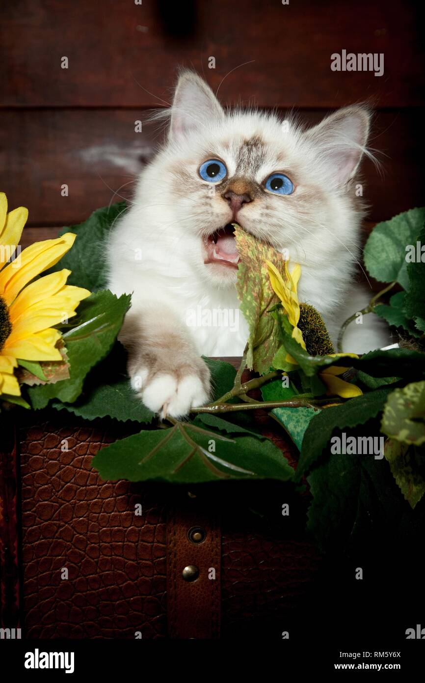 One eyed saint hi-res stock photography and images - Alamy