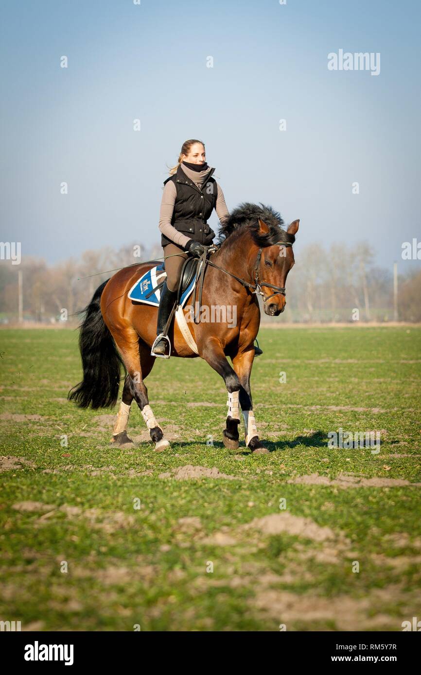 German riding pony hi-res stock photography and images - Alamy