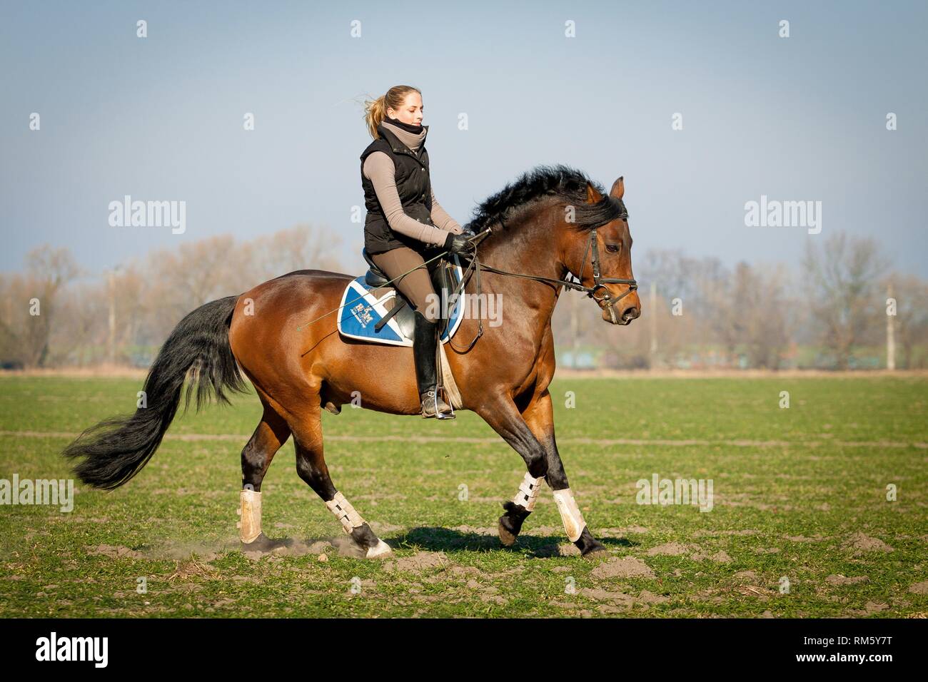 German pony hi-res stock photography and images - Alamy