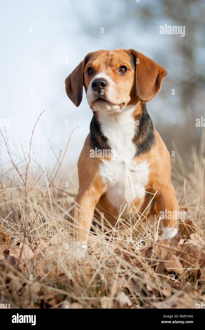 Single sit adult beagle dog hi-res stock photography and images - Alamy