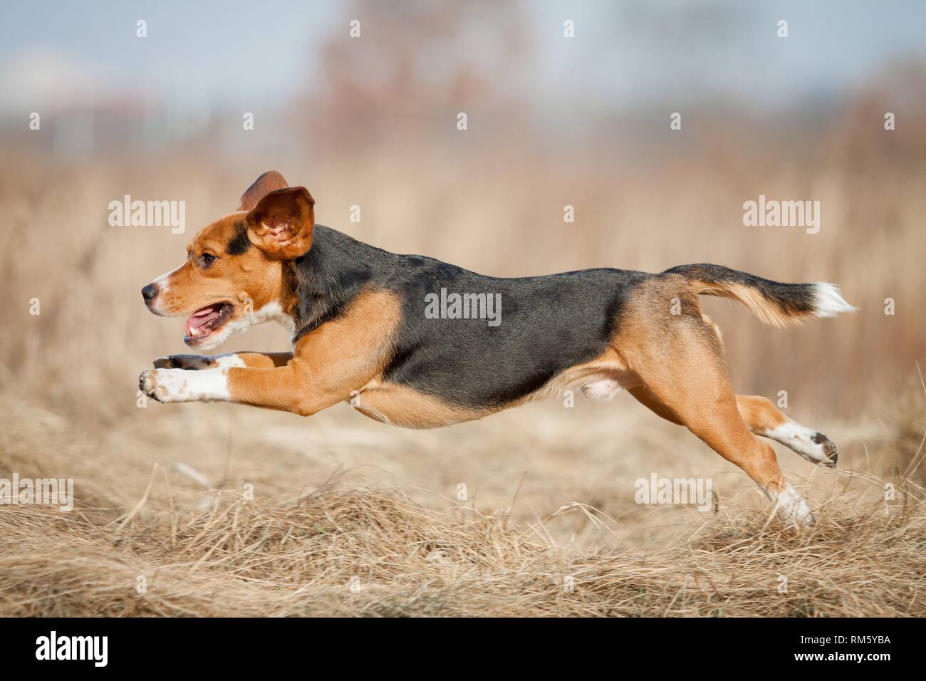 Beagle running side view hi-res stock photography and images - Alamy